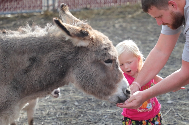 Petting Zoo - Pioneer Evergreen Farms