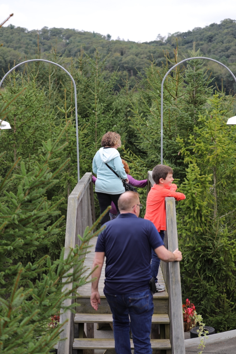 3 Acre Tree Maze - Pioneer Evergreen Farms