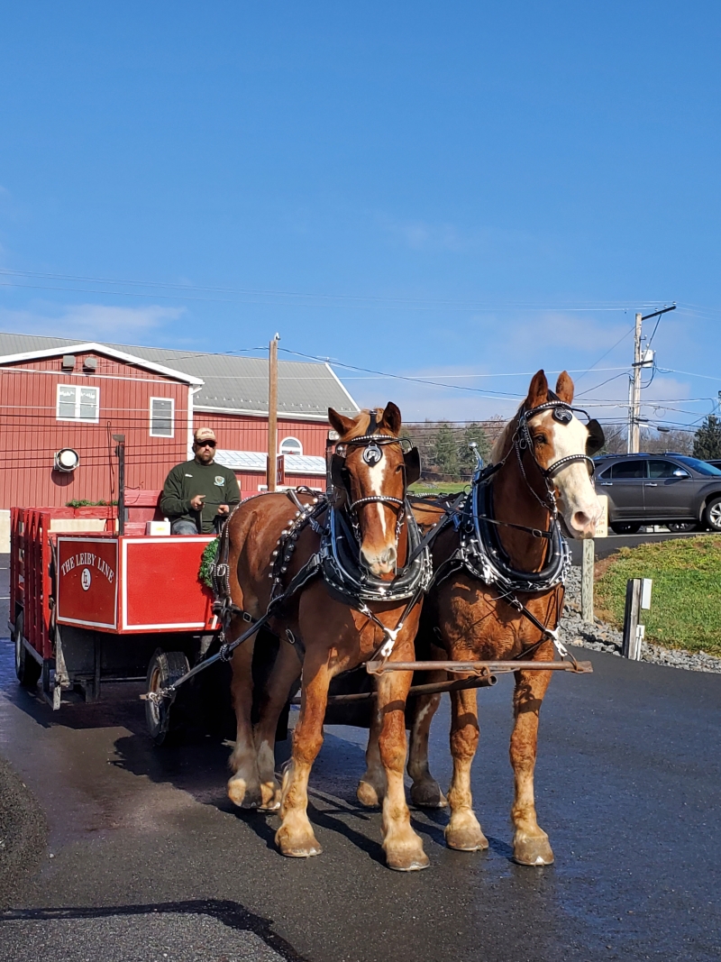 Pioneer Evergreen Farms | Christmas Trees | Orwigsburg, Pennsylvania